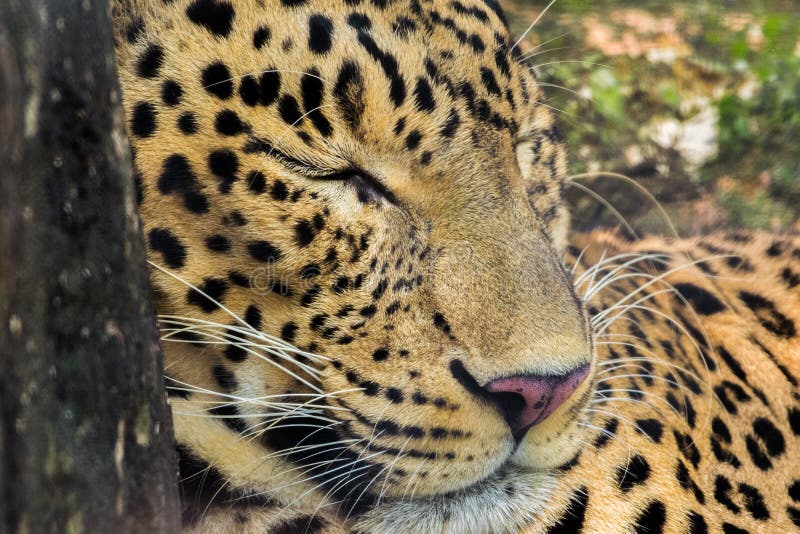 Leopard Resting Against Tree Trunk Close Up Portrait Stock Image ...