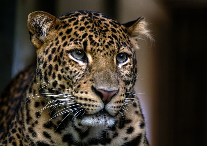 Close Up Portrait of Leopard . Stock Photo - Image of fauna, expressive ...