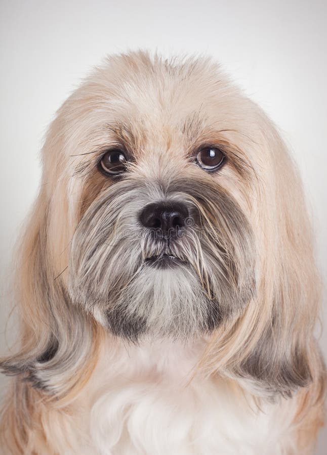 Close Up of Lhasa Apso Dog stock image. Image of camera - 8756387