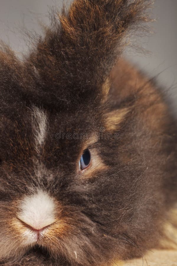 Close Up Portrait of a Lion Head Rabbit Bunny Stock Image - Image of ...