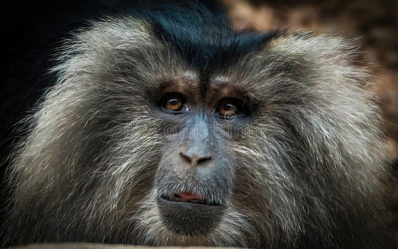 Close Up Portrait of Lion-tailed Macaque. Its Also Known As Wanderoo ...