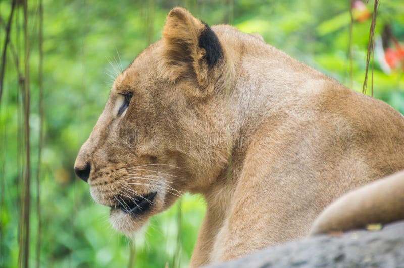 Head of Lioness stock photo. Image of ears, mammal, africa - 5345366