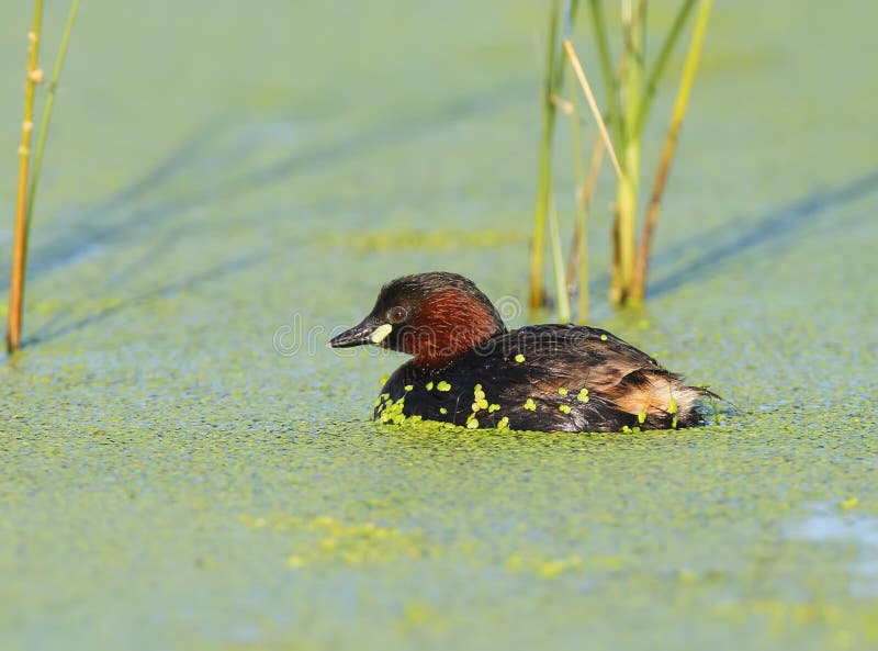 Close Up Portrait of Little Grebe Stock Image - Image of beautiful ...