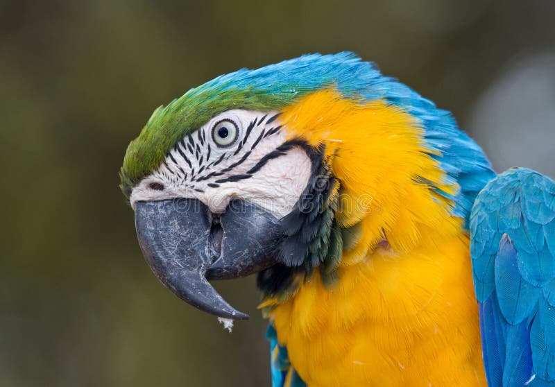Close-up Portrait of a Macaw Parrot Stock Image - Image of tropical ...