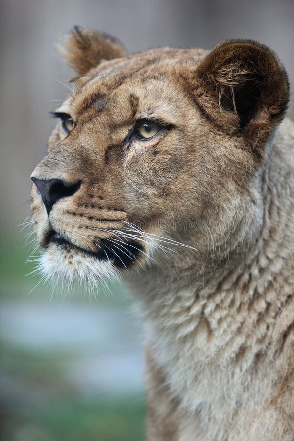 Close-up Portrait of a Majestic Lioness Stock Image - Image of natural ...