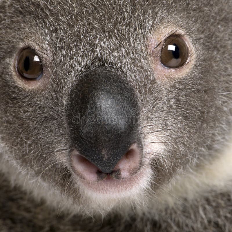 Close-up of Male Koala Bear Eye Stock Image - Image of australia ...