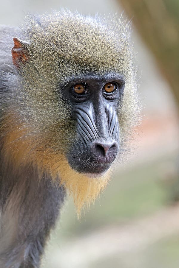 Close Up Portrait of a Mandrill Stock Photo - Image of baboon, young ...