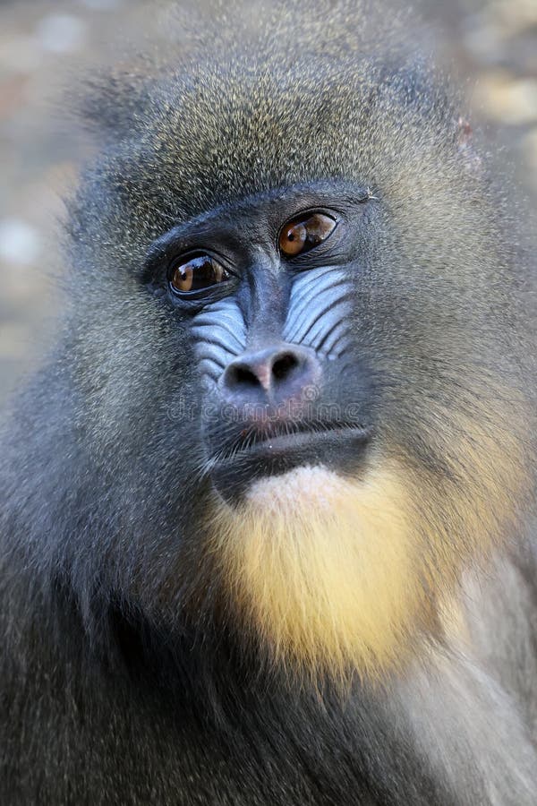 Close Up Portrait of a Mandrill Stock Photo - Image of closeup, cute ...