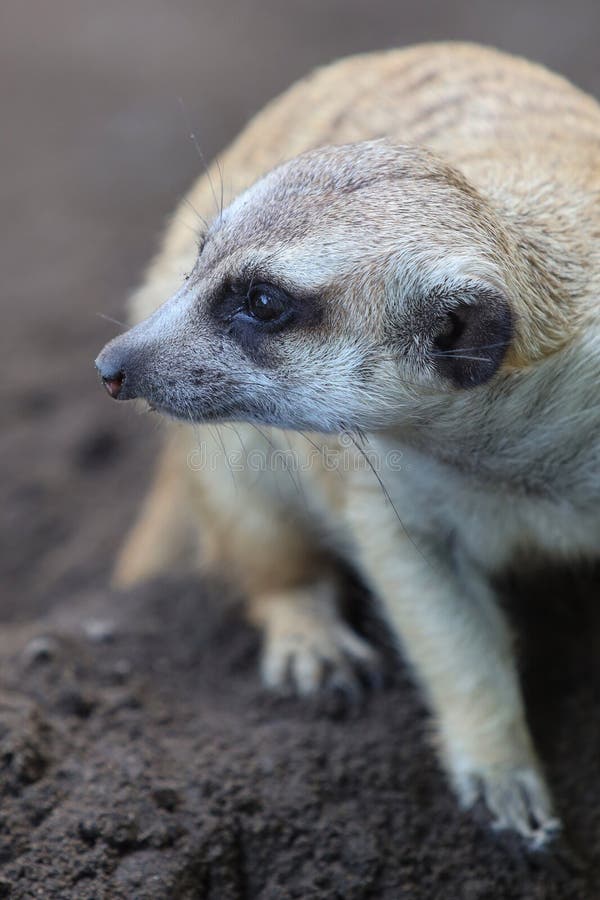 A Close Up of a Meerkat Looking at the Camera, AI Stock Photo - Image ...