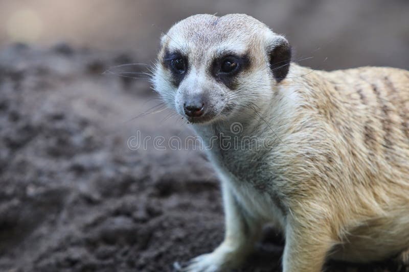 Close Up Portrait of Meerkat or Suricate Stock Image - Image of ...