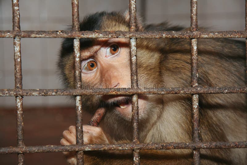 733 Funny Behind Bars Stock Photos - Free & Royalty-Free Stock Photos ...