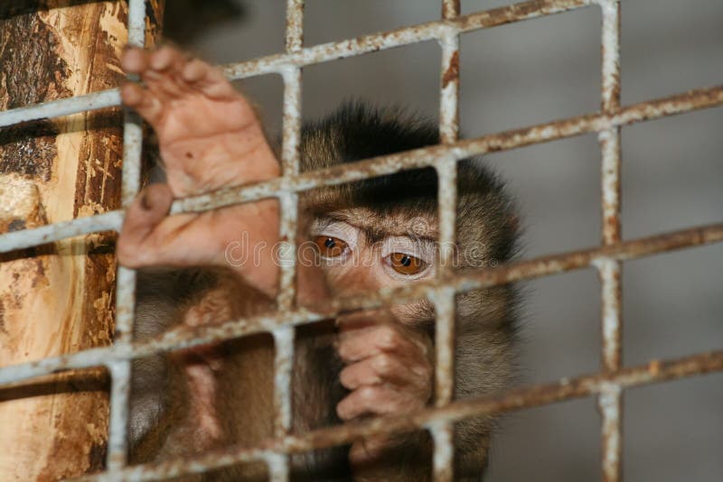 Close-up Portrait of a Monkey Behind Bars Stock Image - Image of cute ...