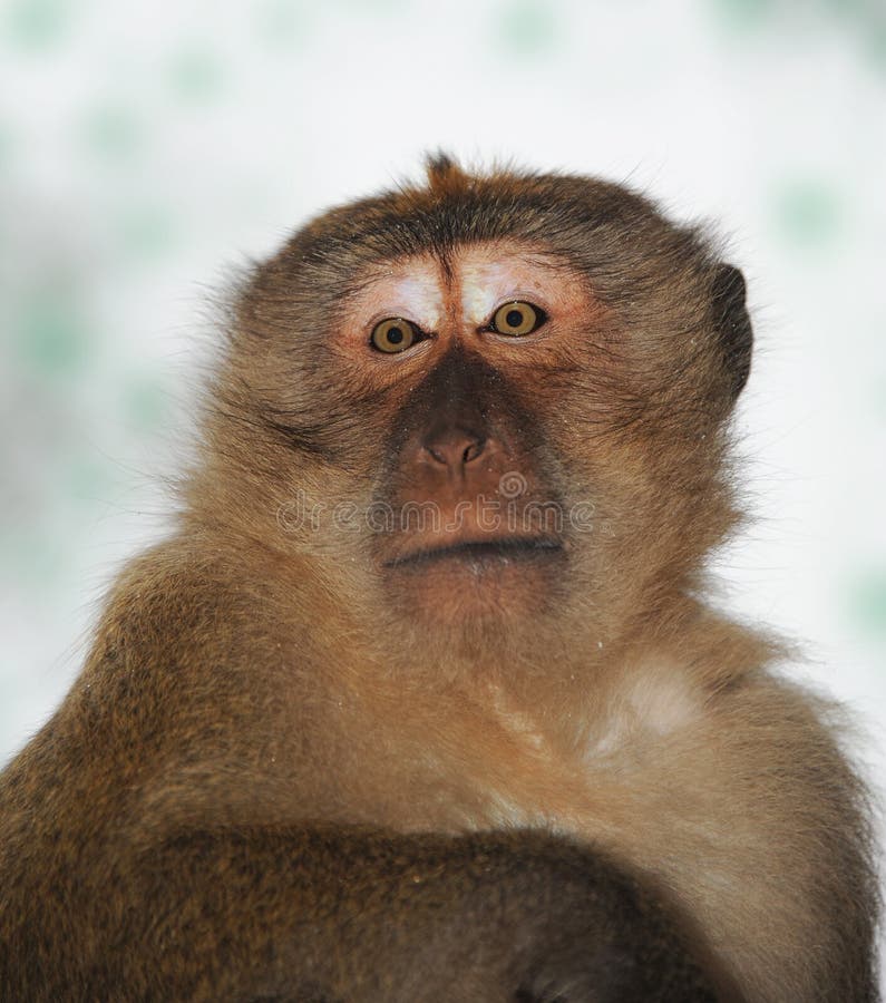 Close-up Portrait of a Monkey Stock Photo - Image of monkey, nature ...