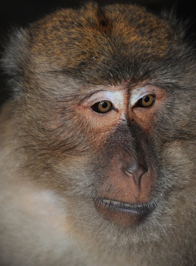 Close-up Portrait of a Monkey Stock Photo - Image of adorable, closeup ...