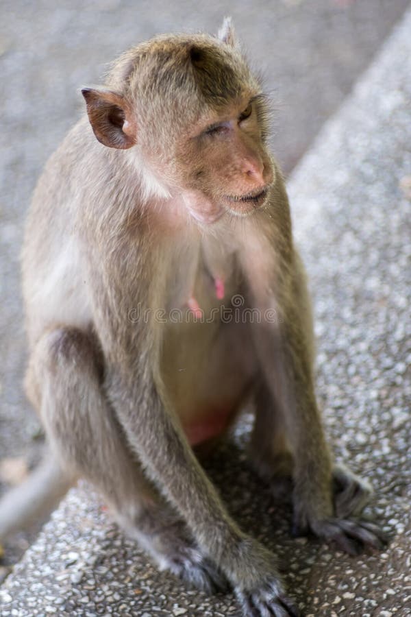 Close Up Portrait of Monkey Stock Photo - Image of brown, color: 154187640