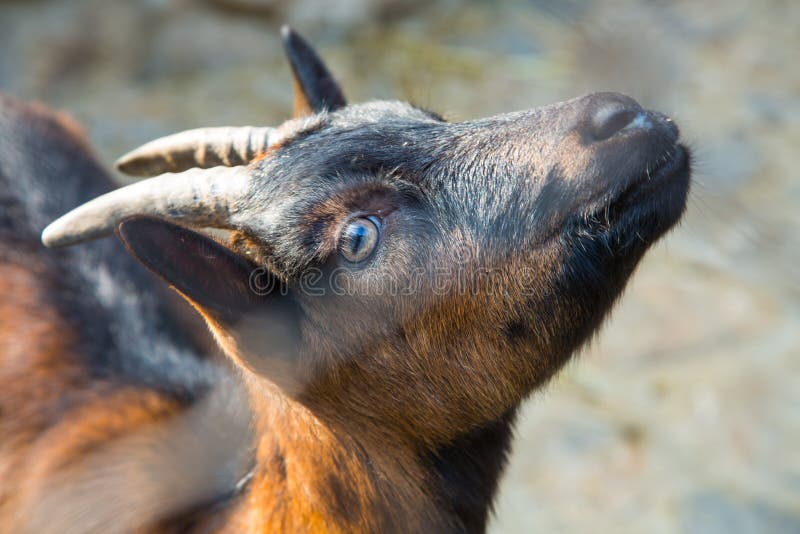 Mountain Goat Looking up stock image. Image of mountain - 22711171