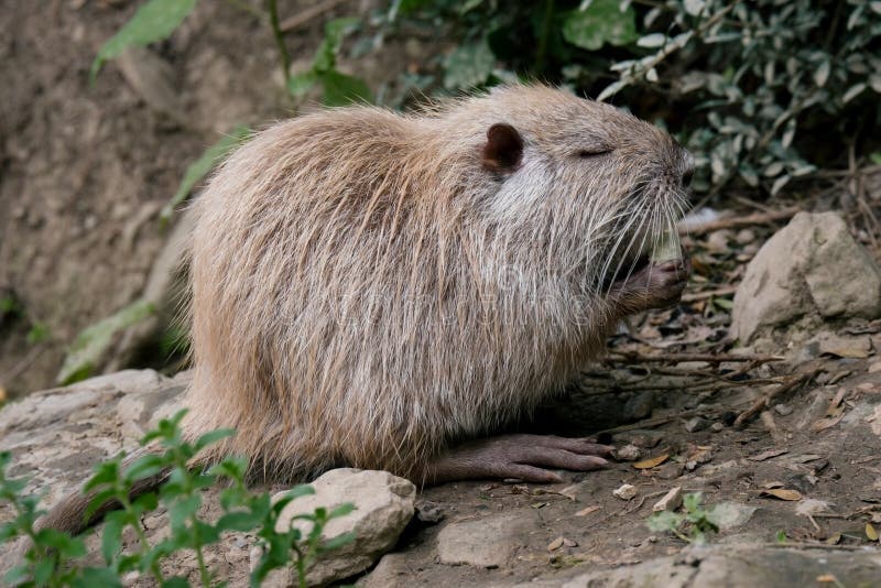 Nutria with water plants stock photo. Image of plants - 5459254