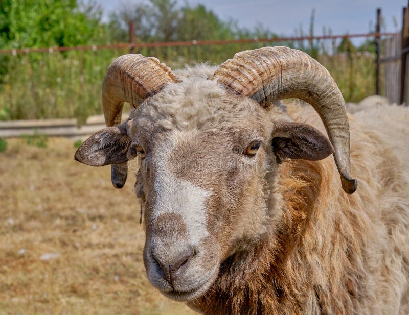 Close-up Portrait of an Old Ram Stock Photo - Image of farming ...
