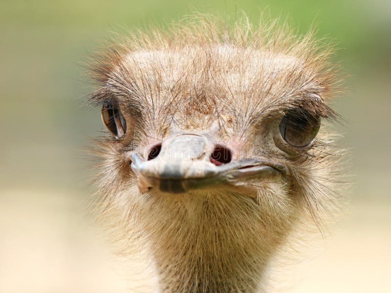 Close-up Portrait of Ostrich Stock Image - Image of ostrich, funny: 6488045