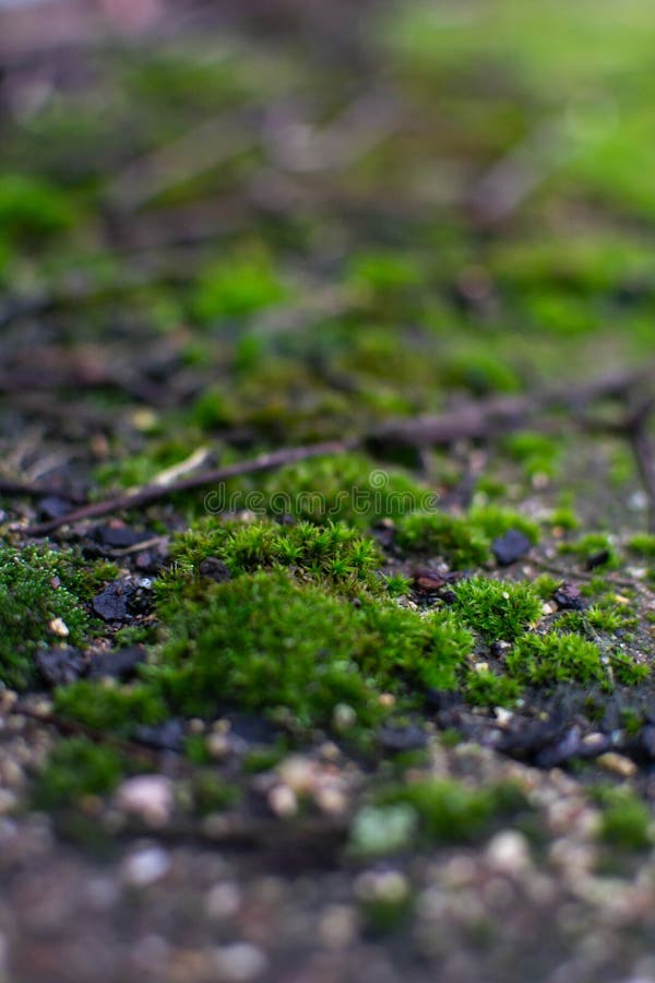 Close-up Portrait Photography of the Moss Stock Photo - Image of detail ...