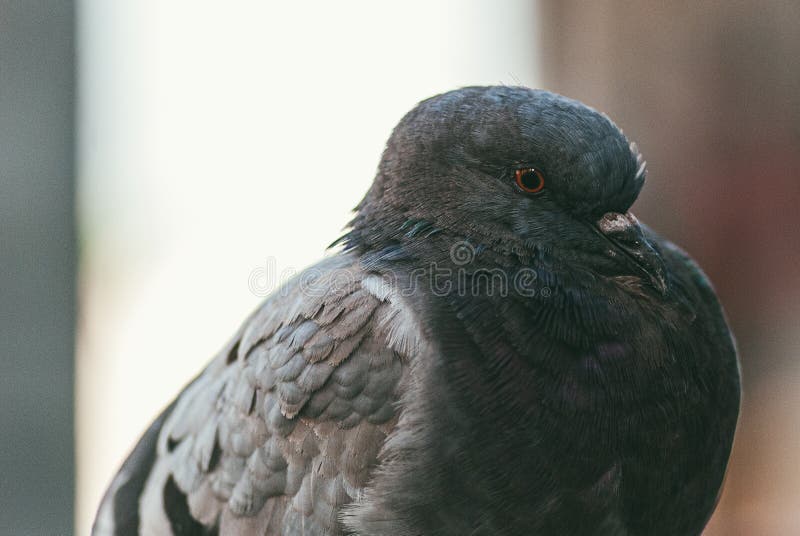 Close-up Portrait of a Pigeon Side View Stock Photo - Image of beak ...
