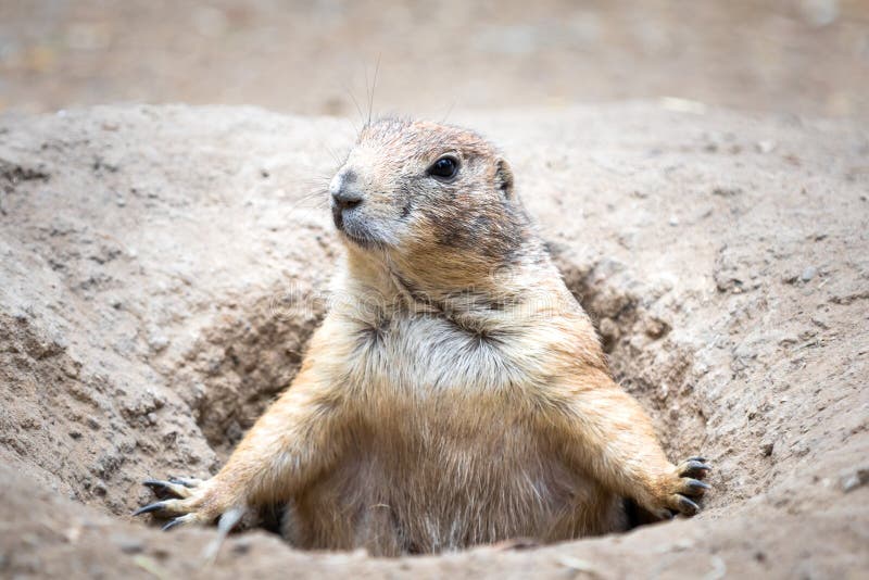 Close Up Portrait of a Prairie Dog Emerging from Its Burrow Stock Photo ...