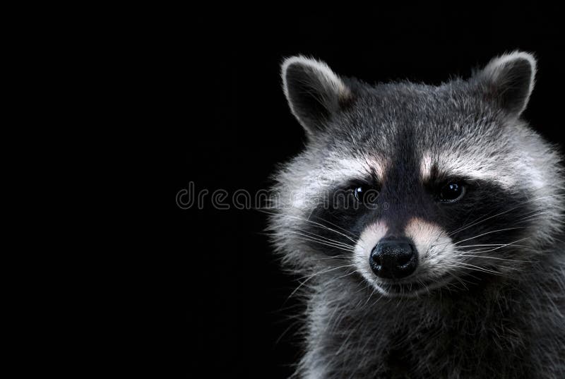A Portrait of a Fluffy Racoon with a Black Background Stock Photo ...
