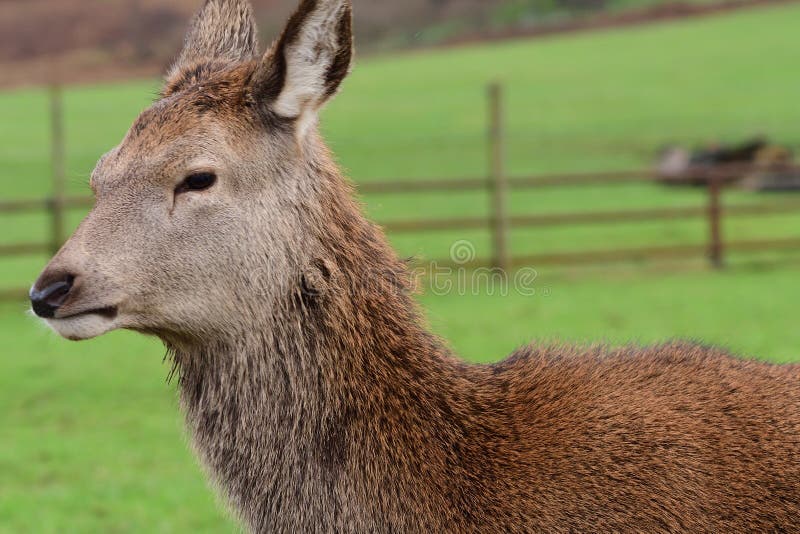 Red deer portrait stock photo. Image of ruminant, furry - 109529900
