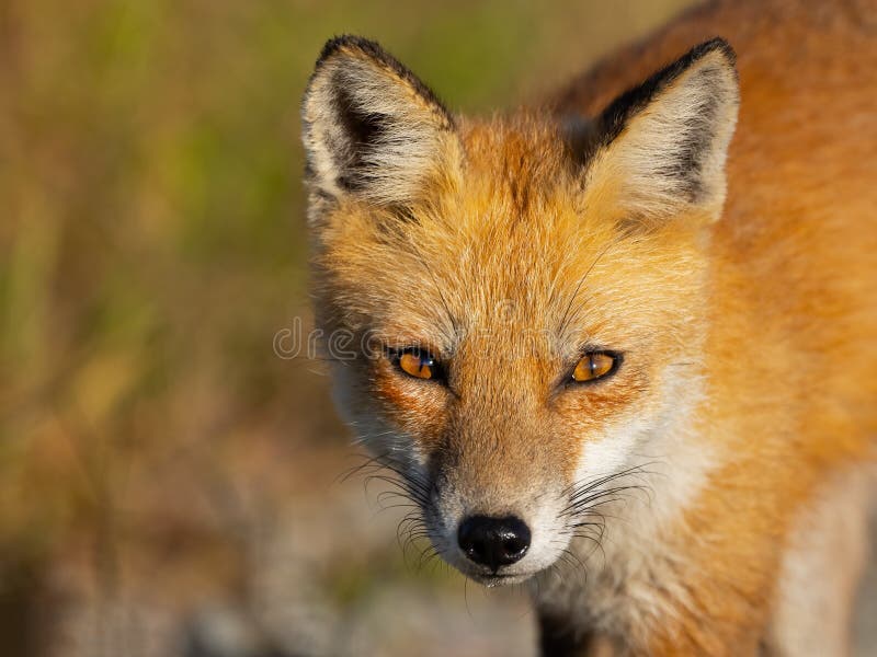 Close-up Portrait of a Red Fox Stock Image - Image of animal, foxes ...