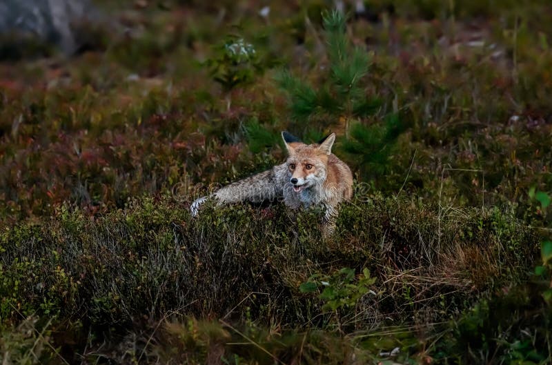 Red fox in a dynamic pose stock image. Image of grass - 203241979
