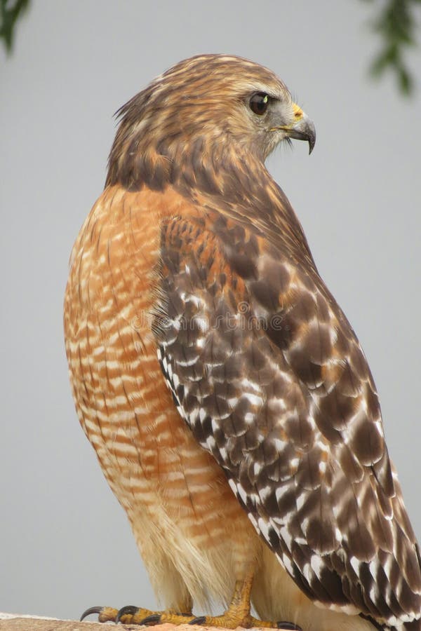 Close-up Portrait of a Red Hawk Stock Image - Image of natural, animal ...