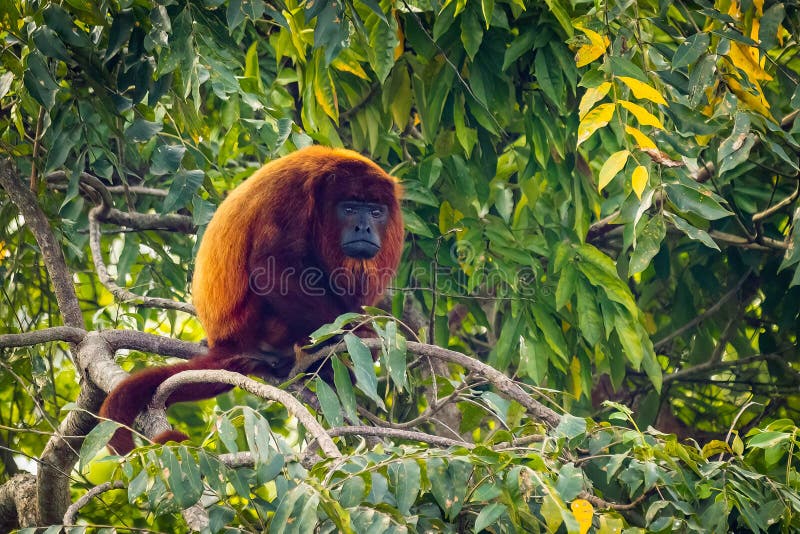 Close Up Portrait of Red Howler Monkey on the Tree Stock Photo - Image ...