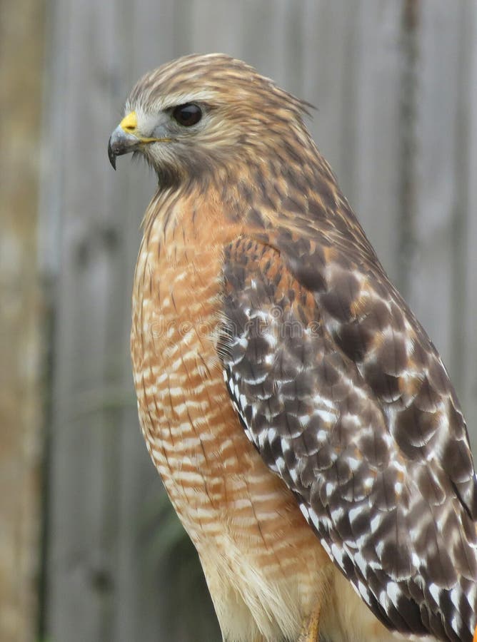 Close-up Portrait of a Red Hawk Stock Image - Image of landscape ...