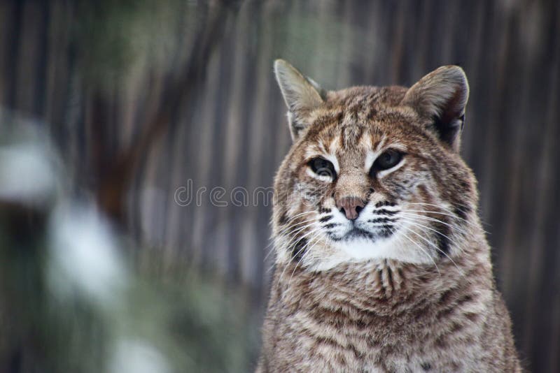Close Up Portrait of Red Lynx Stock Image - Image of mammal, summer ...