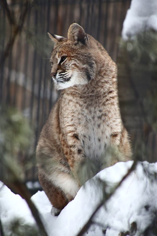 Close Up Portrait of Red Lynx Stock Photo - Image of predator, outdoor ...