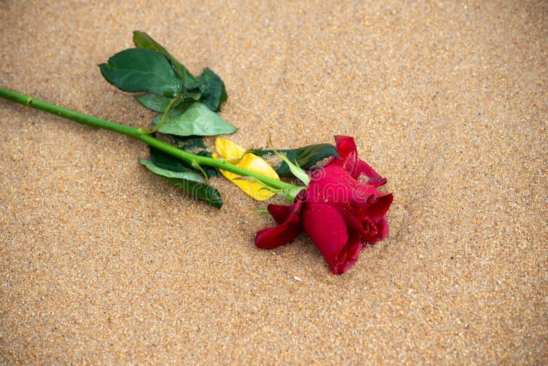 Close-up Portrait of a Red Rose Lying on the Beach Sand Stock Image ...