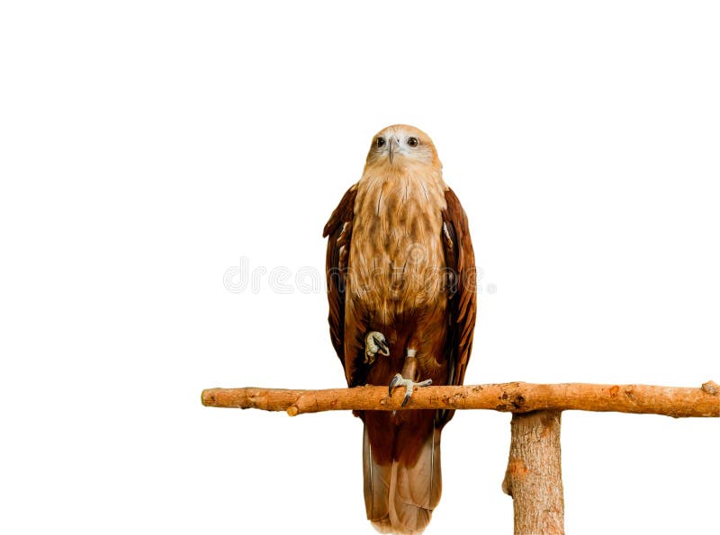 540 Red Tailed Hawk White Background Stock Photos - Free & Royalty-Free ...