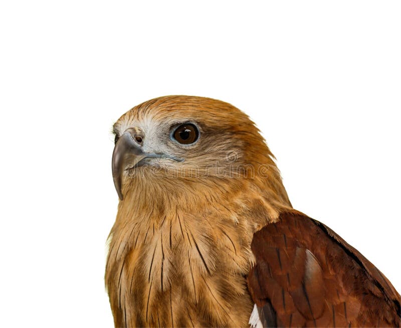 542 Red Tailed Hawk White Background Stock Photos - Free & Royalty-Free ...