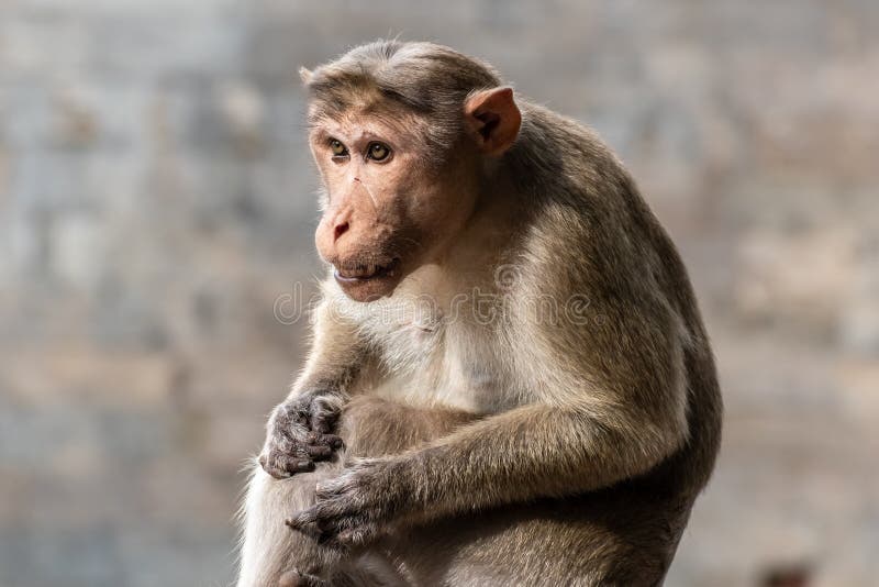 Close Up Portrait of a Rhesus Macaque Stock Image - Image of macaque ...