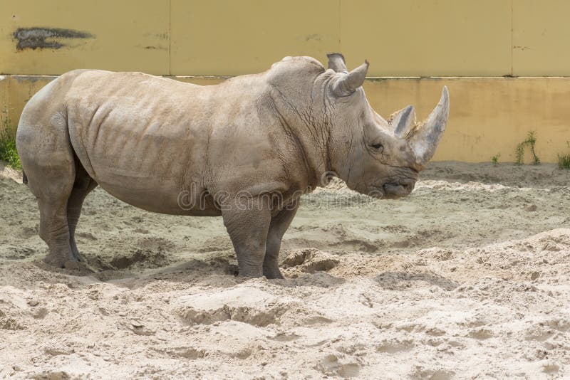 Close Up Portrait of Rhino, Profile. Rhino in the Dust and Clay Walks ...