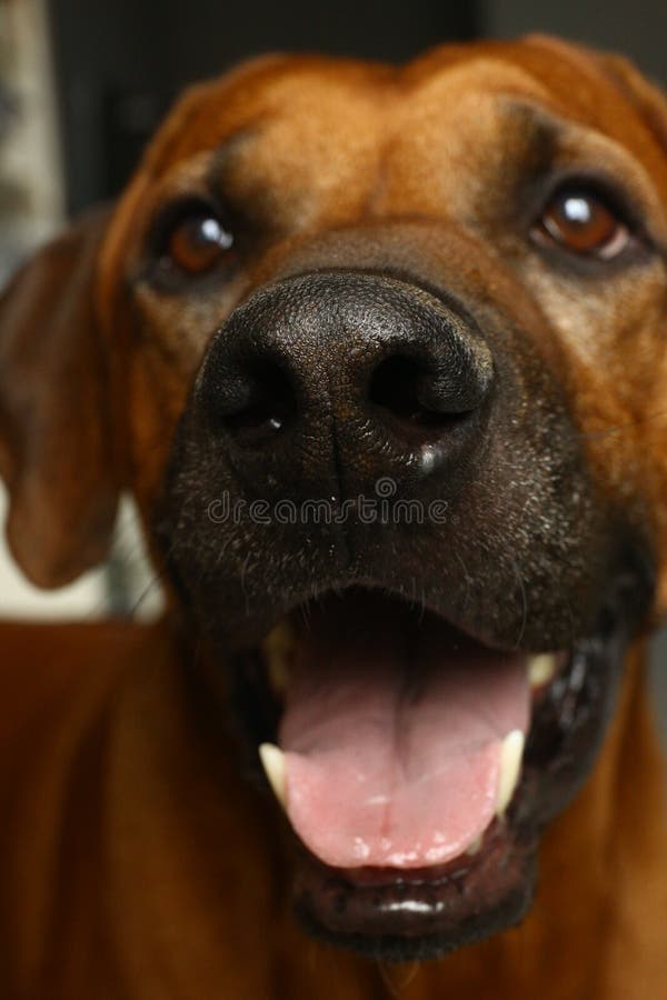 View at Rhodesian Ridgeback Dog`s Face in Studio Stock Photo - Image of ...