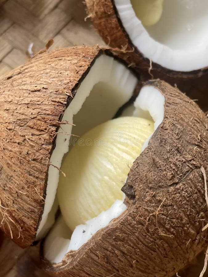 Close Up Portrait of a Ripe Coconut Stock Photo - Image of ripe ...