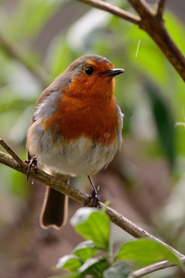 Robin in the rain stock image. Image of close, nature - 106730509