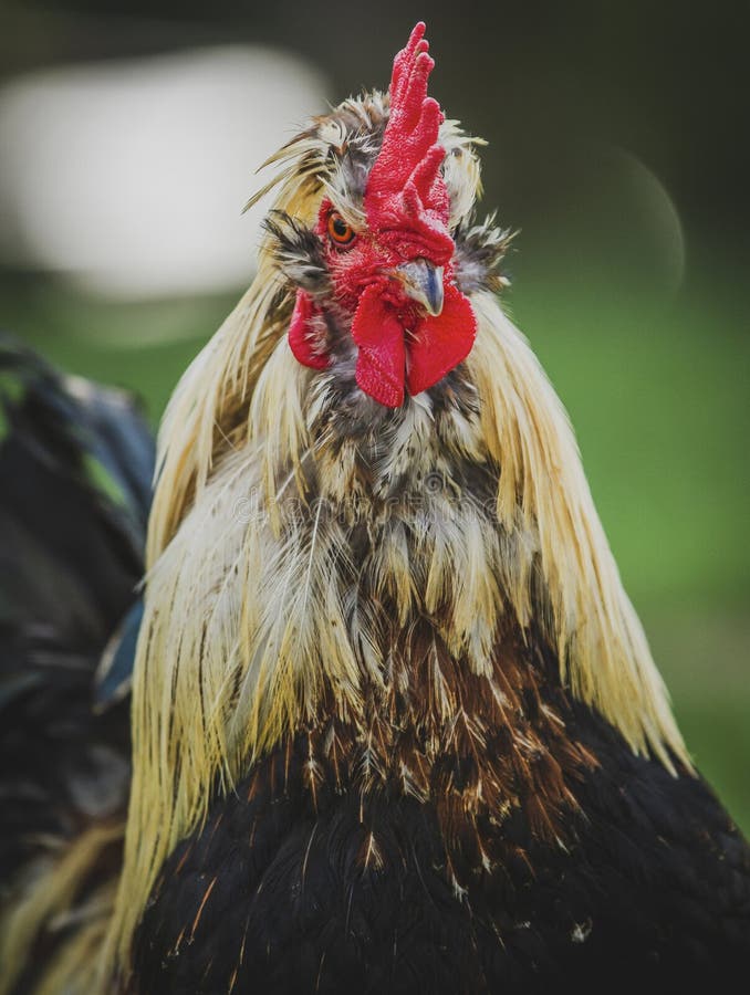 Close Up Portrait of a Rooster Staring at the Camera Against a Dark ...