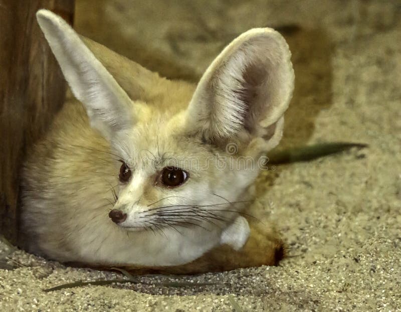 Tiny Fennec Fox stock photo. Image of fluffy, dunes - 126030452