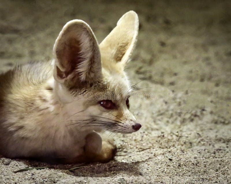 Tiny Fennec Fox stock photo. Image of background, burrow - 126030490