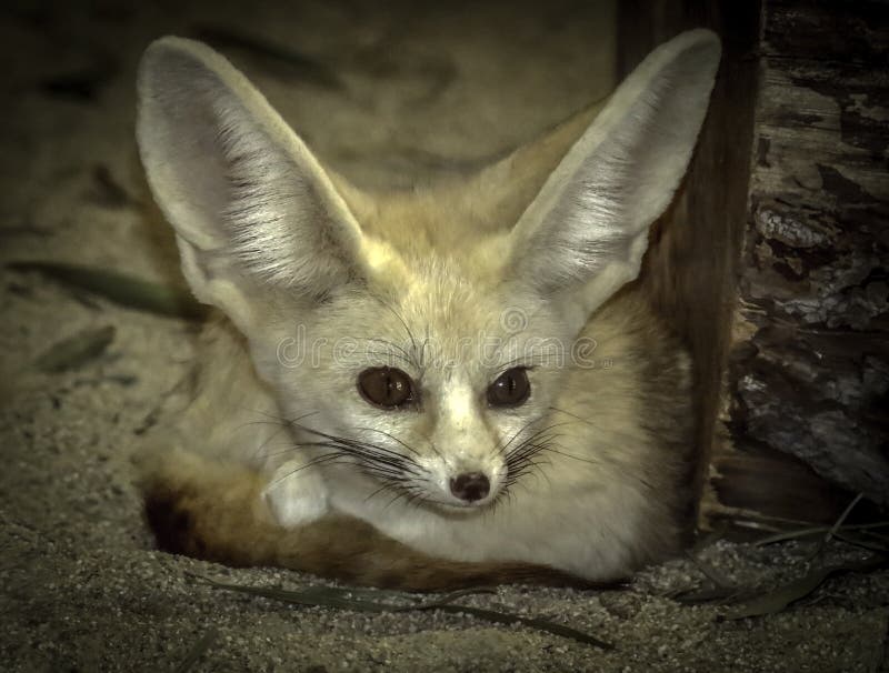 Tiny Fennec Fox stock image. Image of color, hearing - 126030617