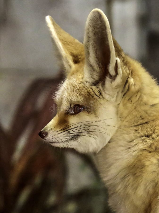 Tiny Fennec Fox stock photo. Image of morocco, left - 126030706