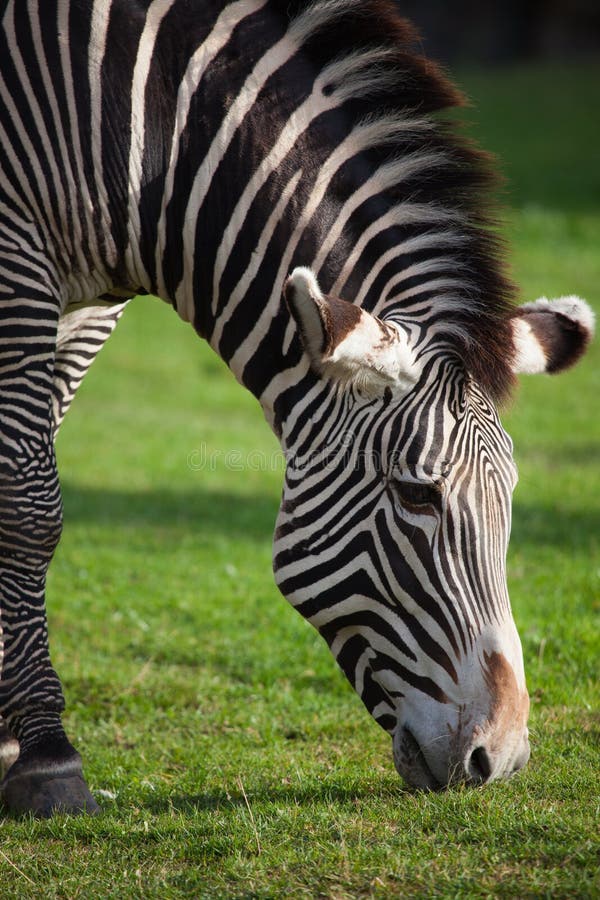 Zebra Headshot Grazing on Grass Stock Image - Image of zebra, black ...