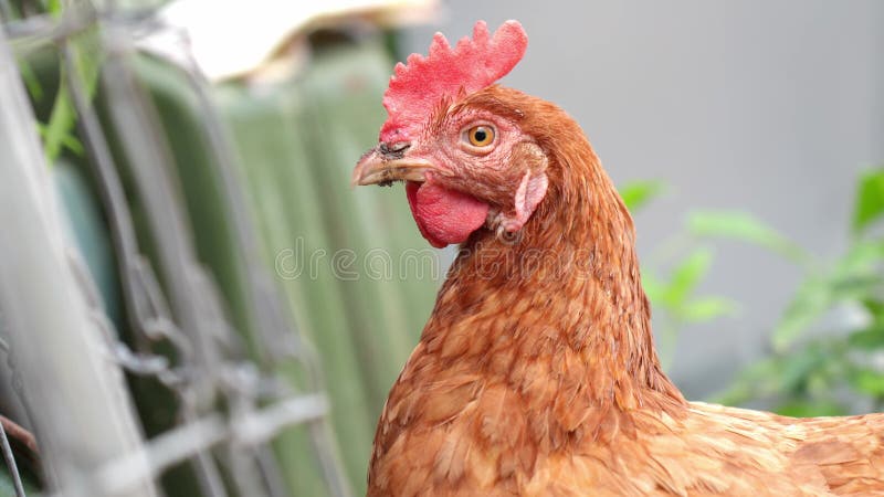 Close-up Portrait Showcases the Intricate Feather Patterns and Textures ...